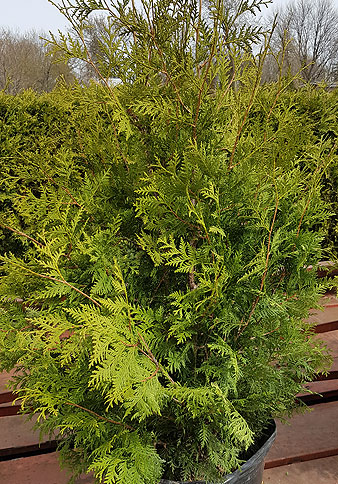 Perry Expert | Vente de Cèdres